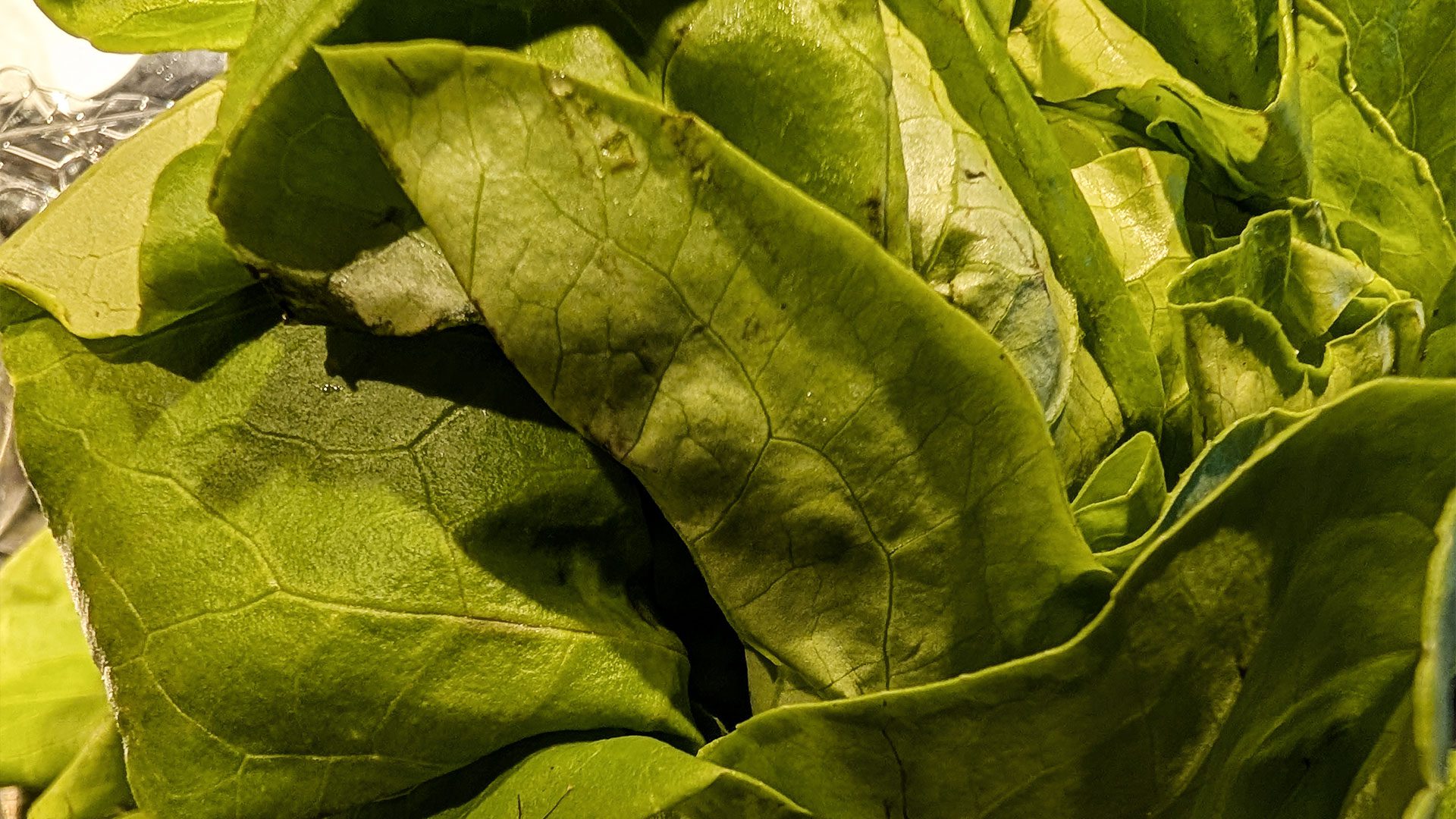 Food security could be undermined by federal cuts say NDP, union