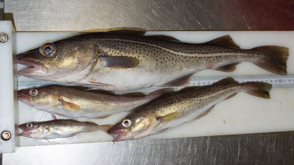 Giving allocation of cod to non-Inuit a sign of ‘reconciliation gap’