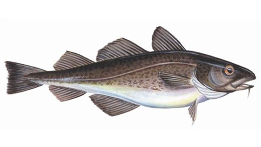 Giving allocation of cod to non-Inuit a sign of ‘reconciliation gap’